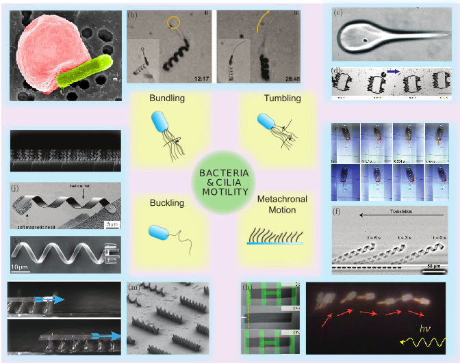 Fabrication, control, and modeling of robots inspired by flagella and cilia